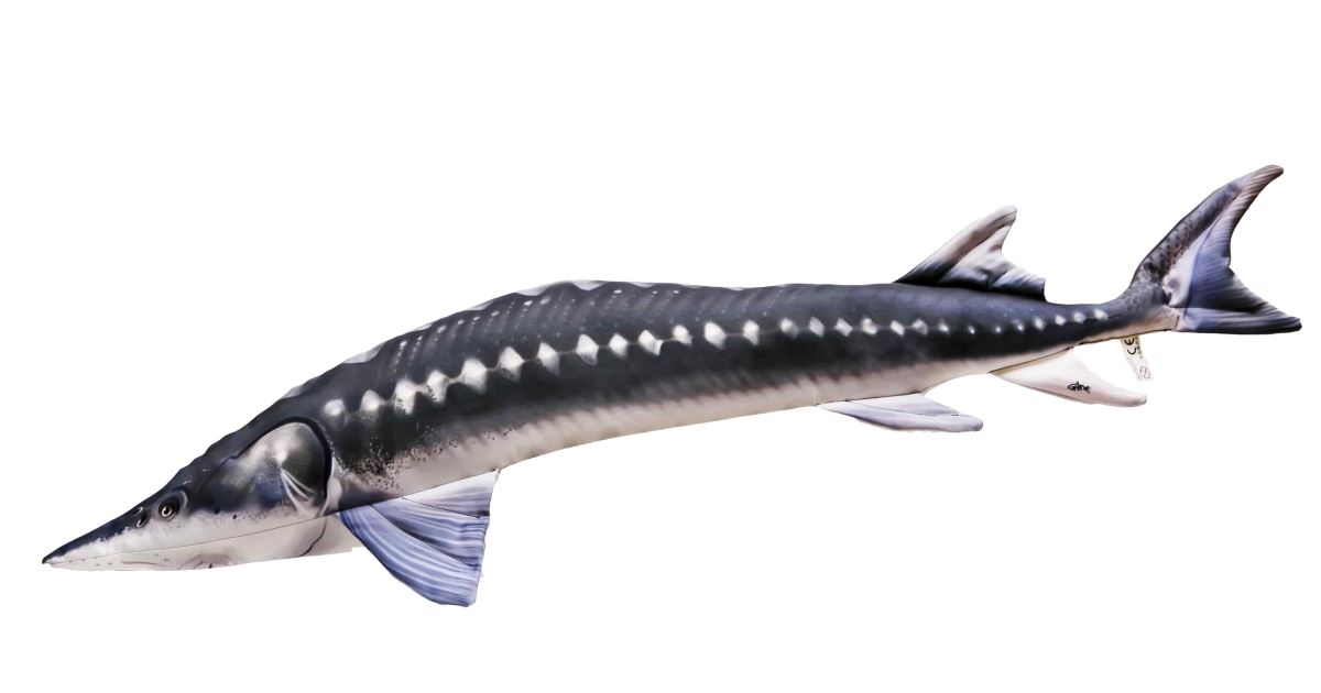 Gaby Polštář Jeseter velký 120cm - Greyfish.cz